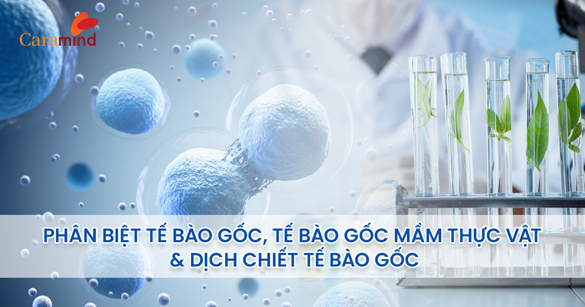 Phân biệt Tế bào gốc, Tế bào gốc mầm thực vật và Dịch chiết tế bào gốc ...